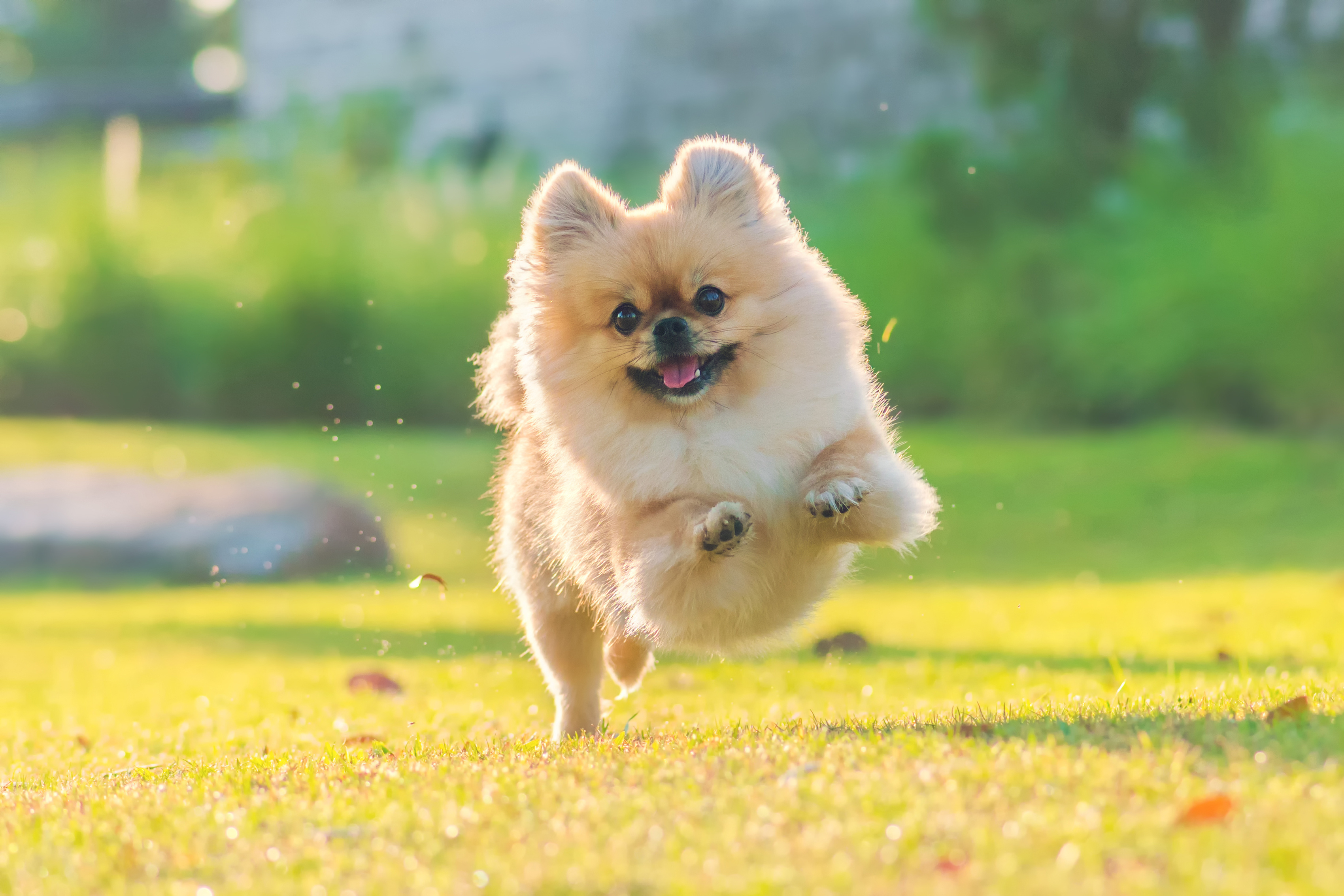 Small Dog Breeds That Stay Small Forever Small Dog Breeds That Stay Small Forever